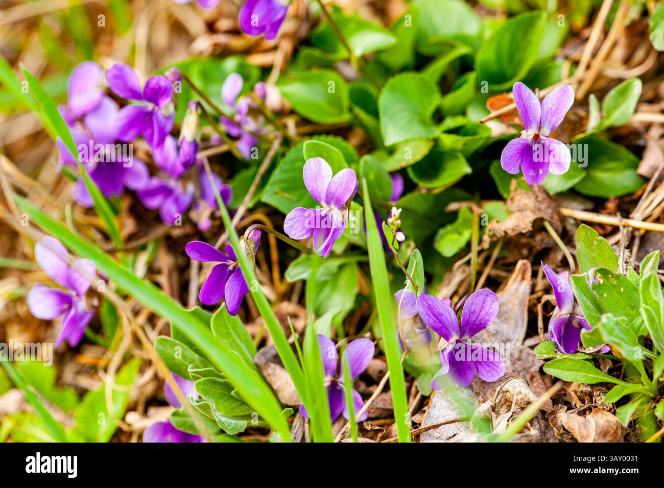 Viola odorata bloom in grass hi-res stock photography and images - Alamy