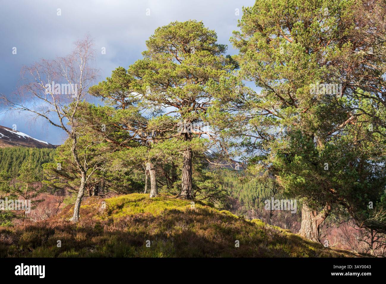 Glen affric forest scotland hi-res stock photography and images - Alamy