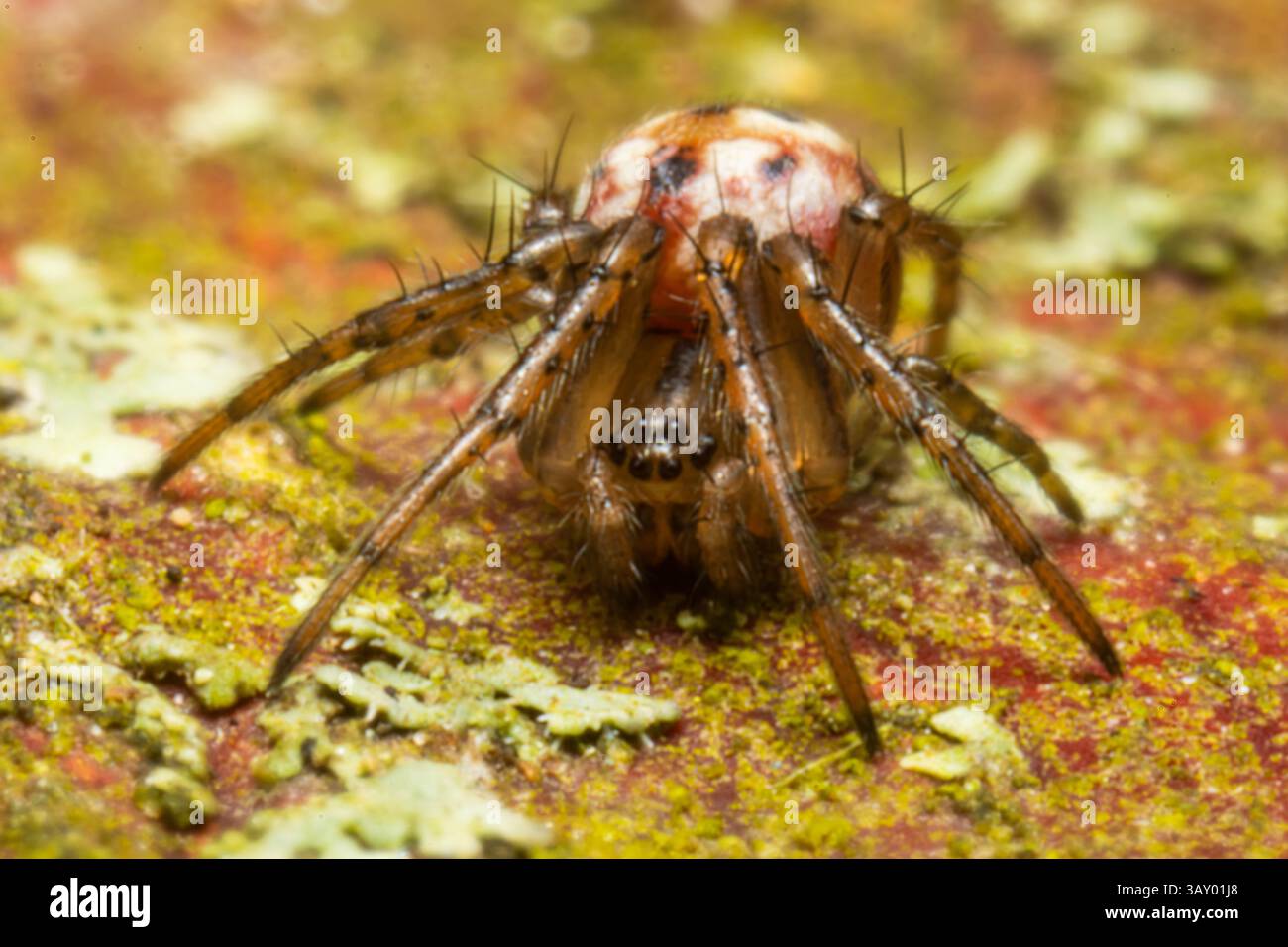 Mangora acalypha, a small green orb-weaver spider, sitting in its web ...