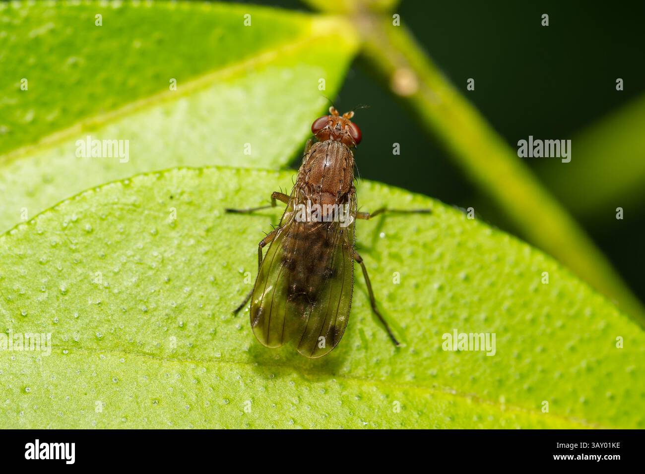 Obscure diptera hi-res stock photography and images - Alamy