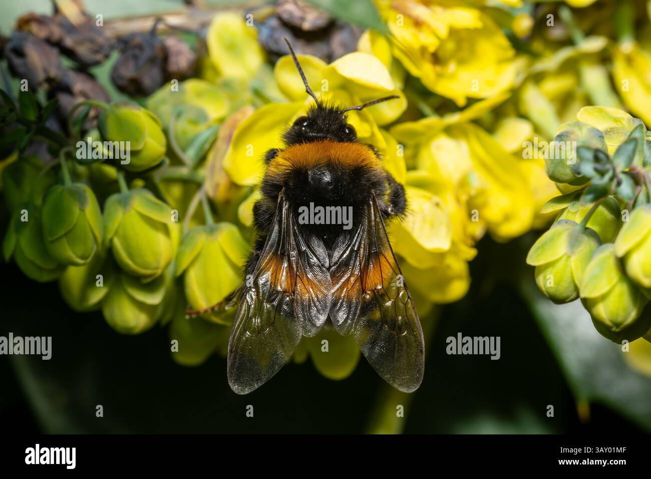 Bumblebee from Bombus terrestris/lucorum/magnus/cryptarum complex ...