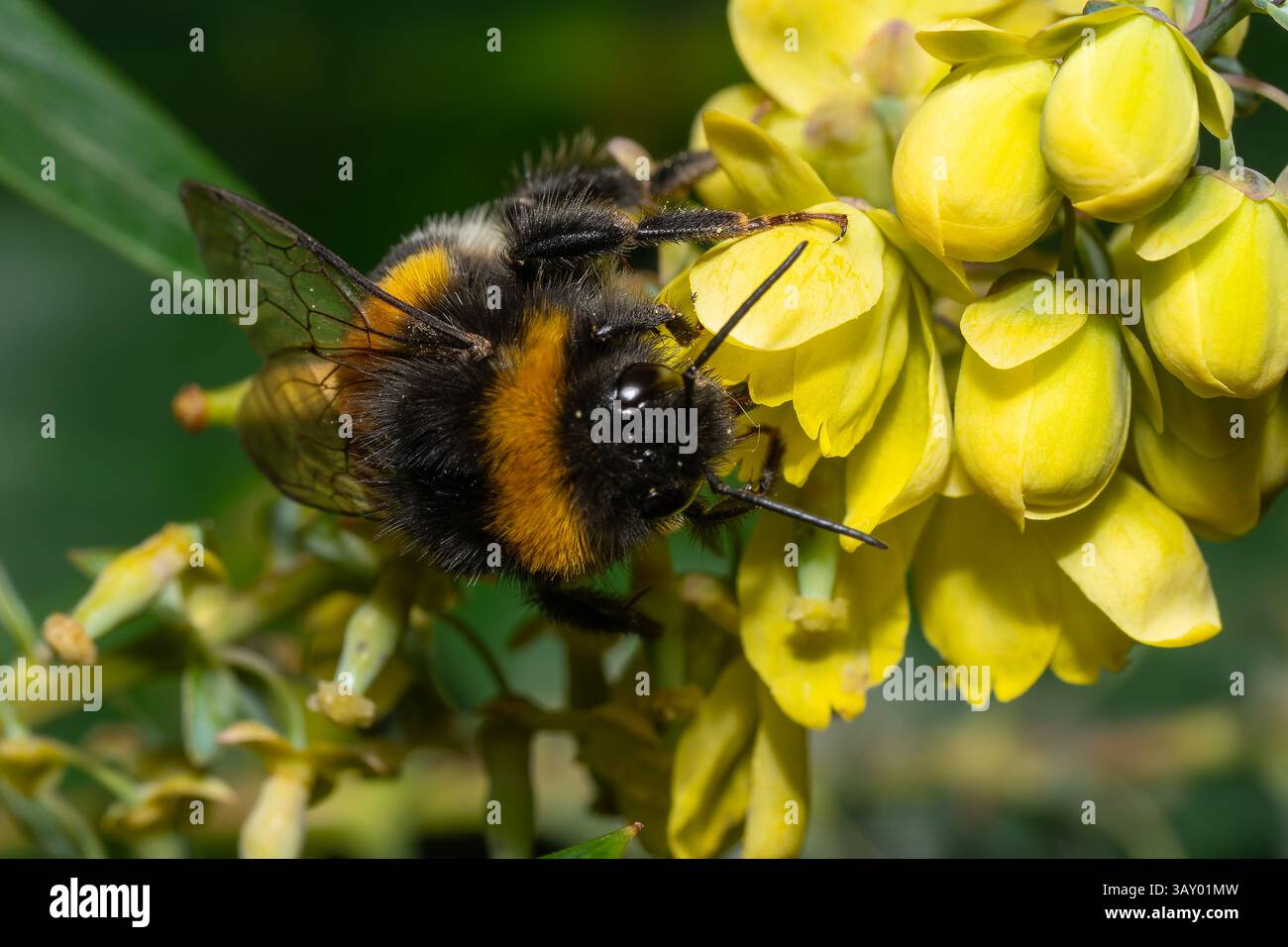 Bumblebee from Bombus terrestris/lucorum/magnus/cryptarum complex ...