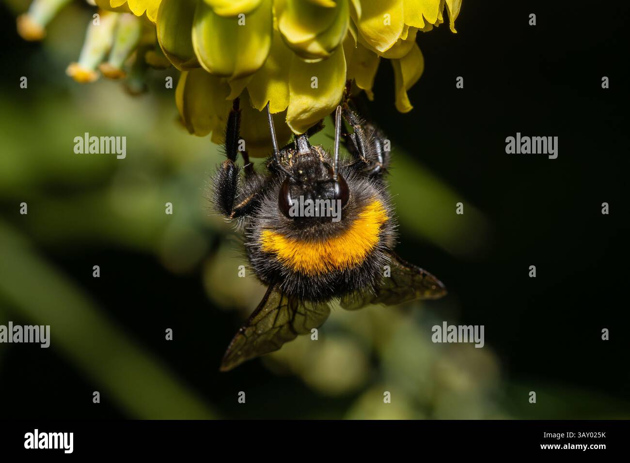 Cryptic species bee hi-res stock photography and images - Alamy