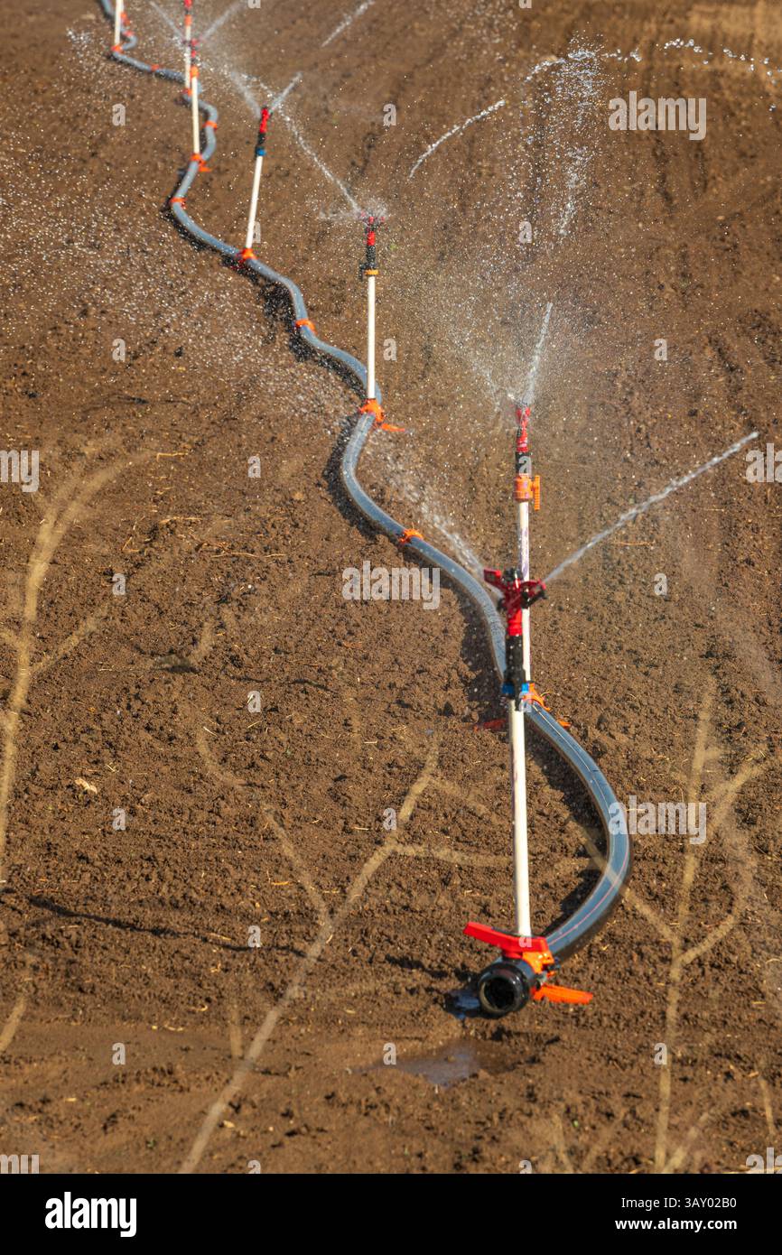 Automatic Sprinkler irrigation system watering in the vegetable farm ...