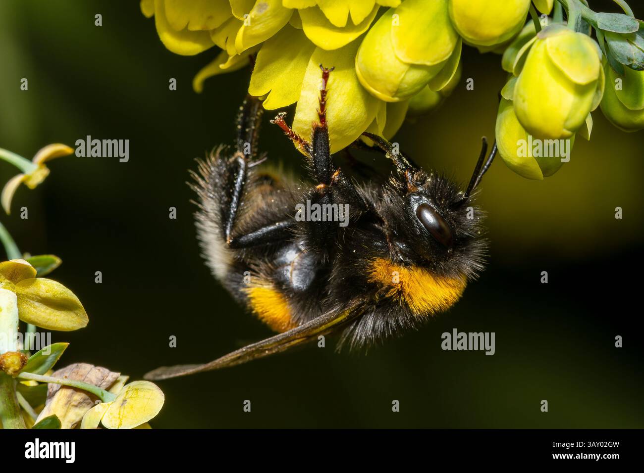 Bumblebee from Bombus terrestris/lucorum/magnus/cryptarum complex ...