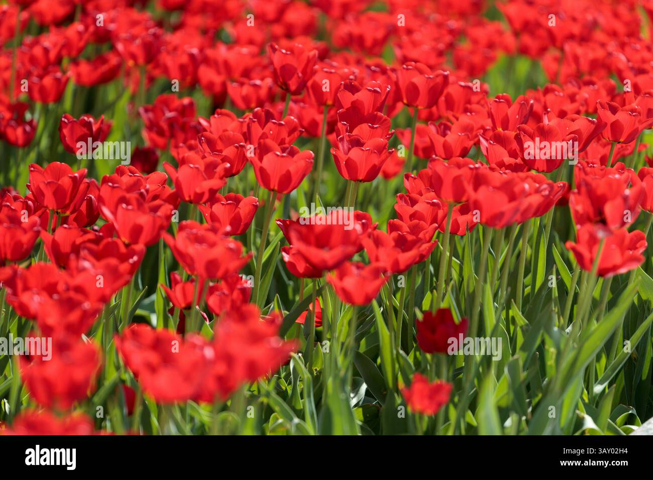 Non Exclusive: Red tulips grow in Maidan Nezalezhnosti, Kyiv, Ukraine ...