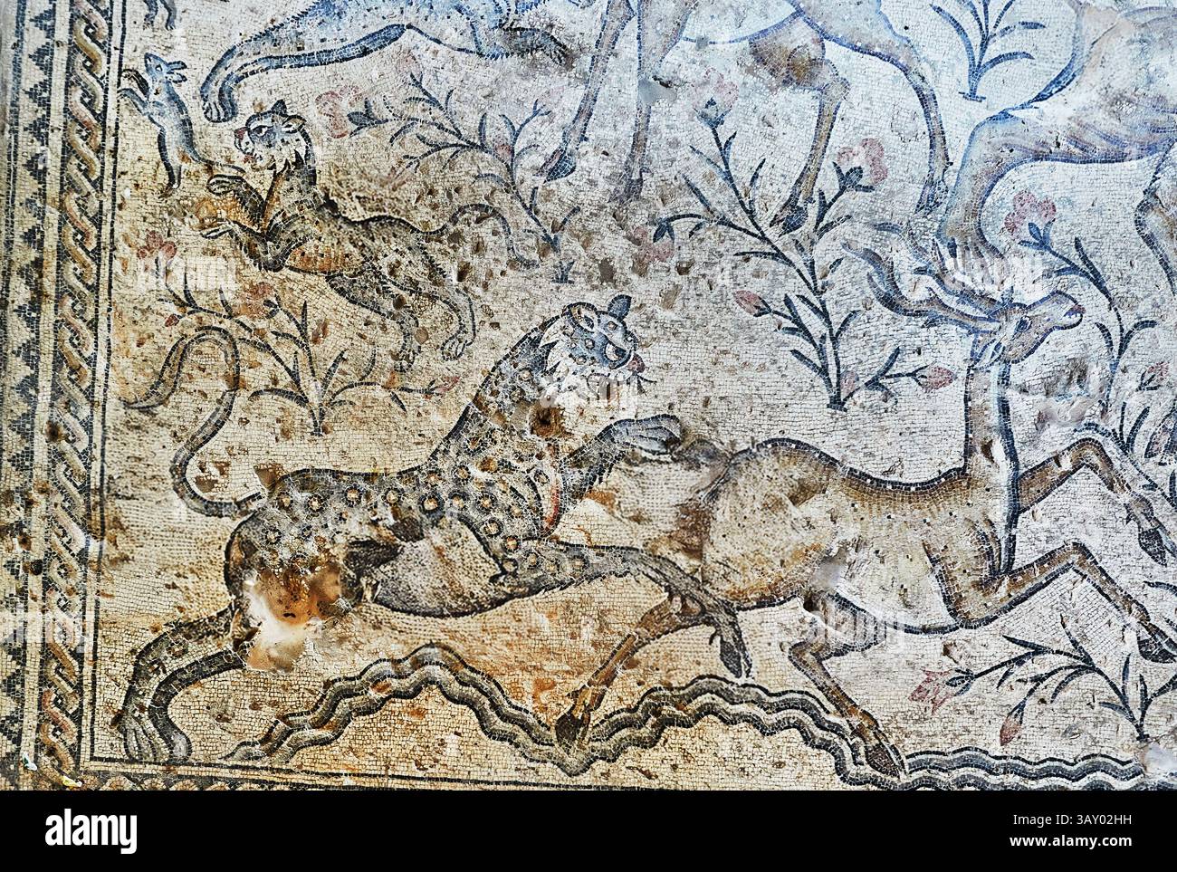 Leopard hunting mosaic hi-res stock photography and images - Alamy