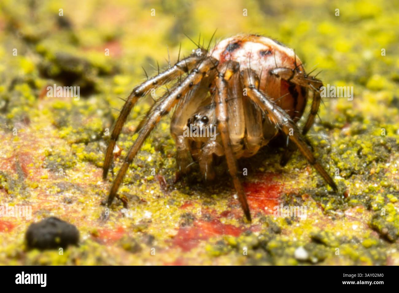 Mangora acalypha, a small green orb-weaver spider, sitting in its web ...