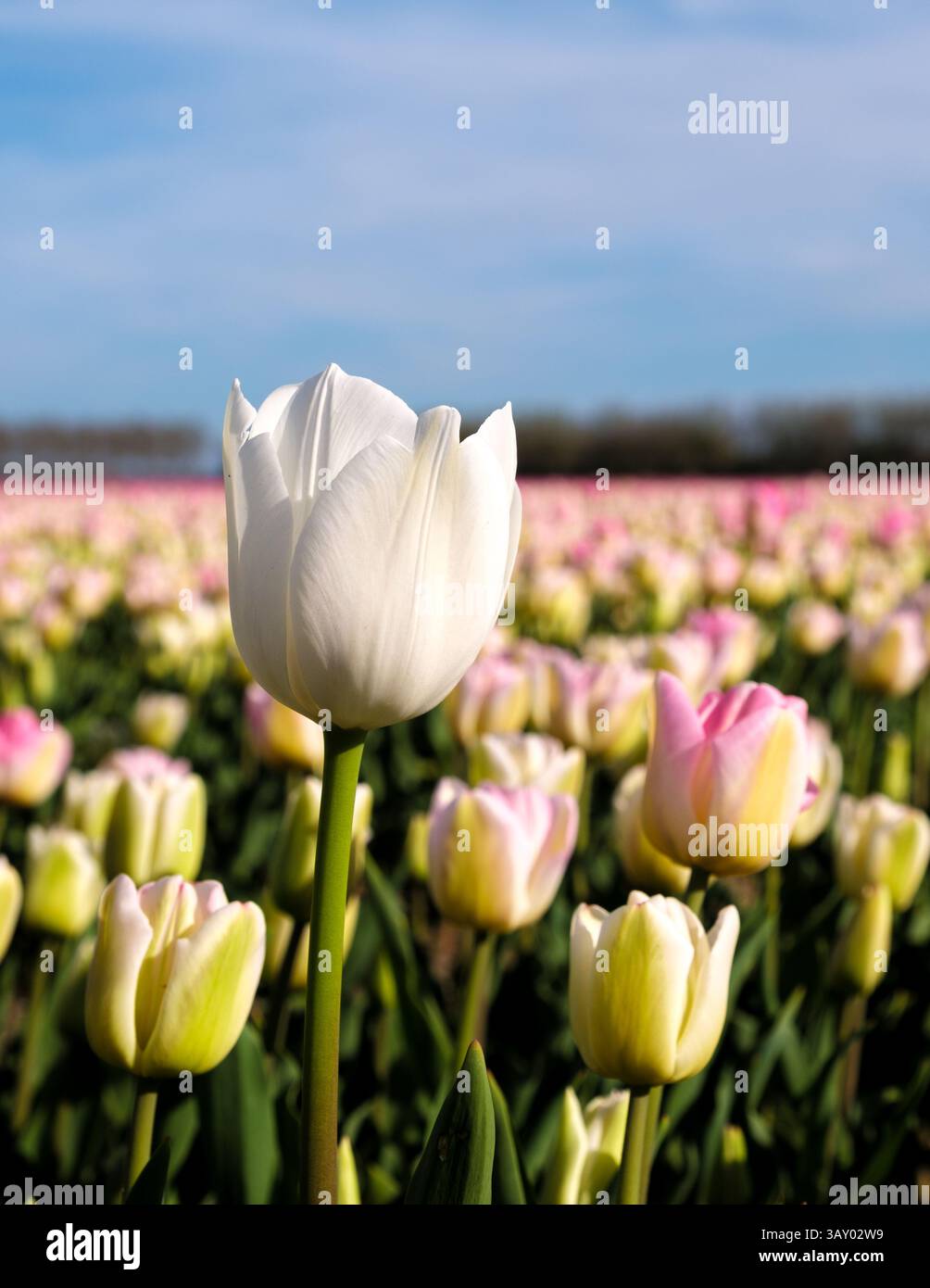 Explore the stunning tulip fields of flevoland hi-res stock photography ...