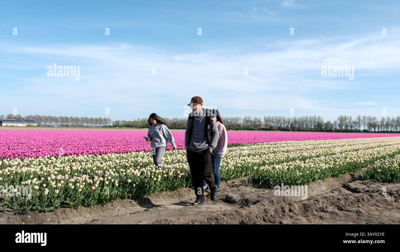 Urk, Netherlands, 20 April 2025 Asian tourists posing in tulip flower ...