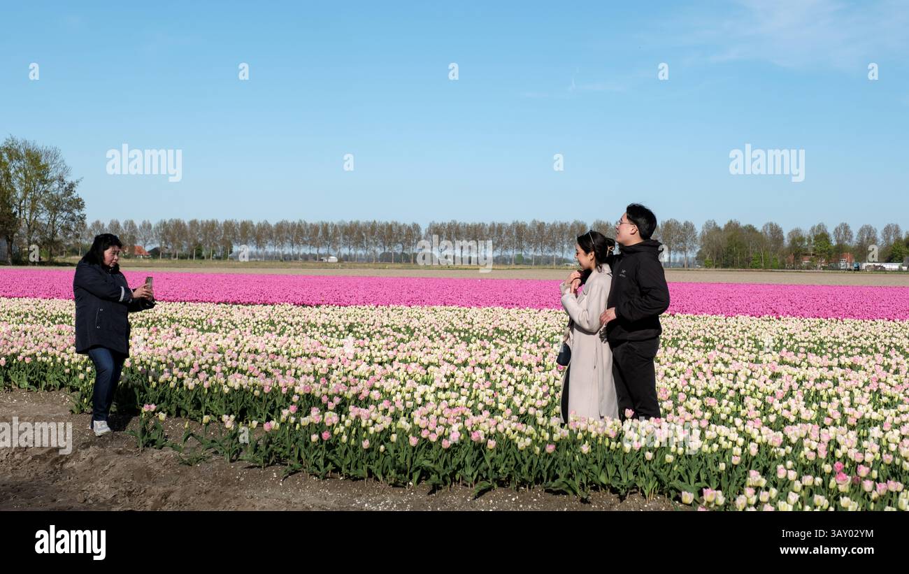 Urk, Netherlands, 20 April 2025 Asian tourists posing in tulip flower ...