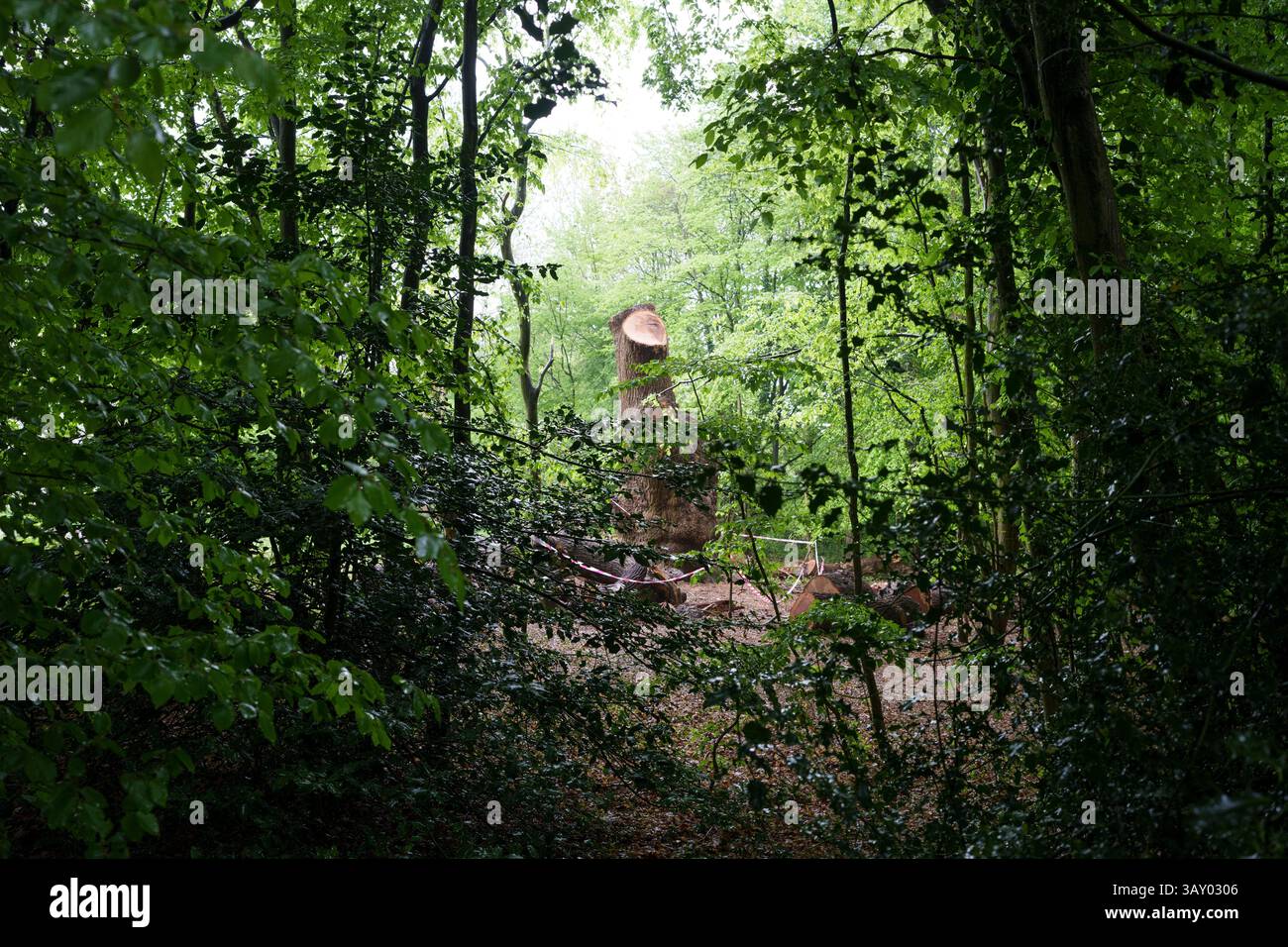 The 500 year-old oak tree that was partially felled by contractors in ...