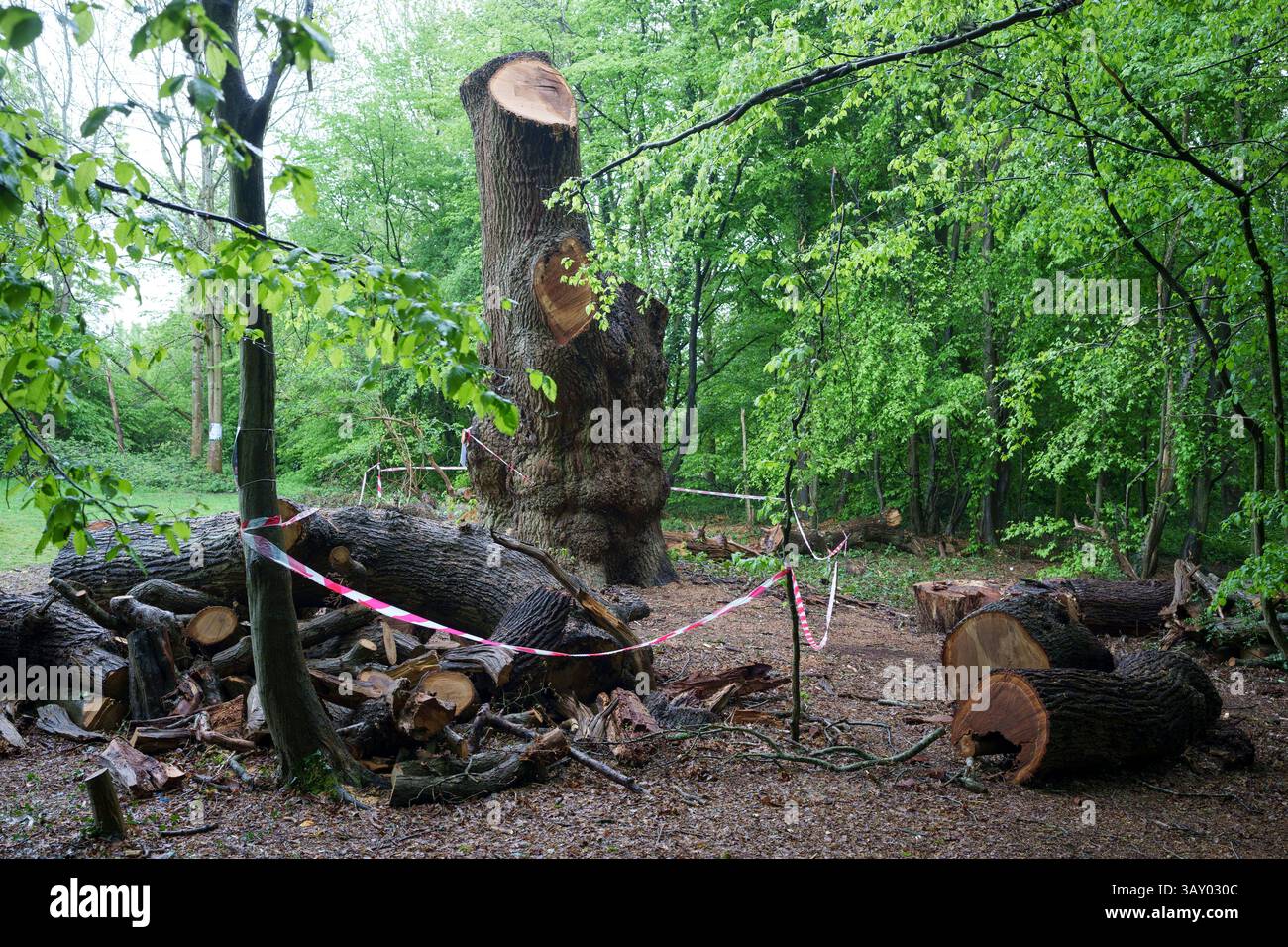 A woodland landscape showing the centuries-old oak tree that was ...