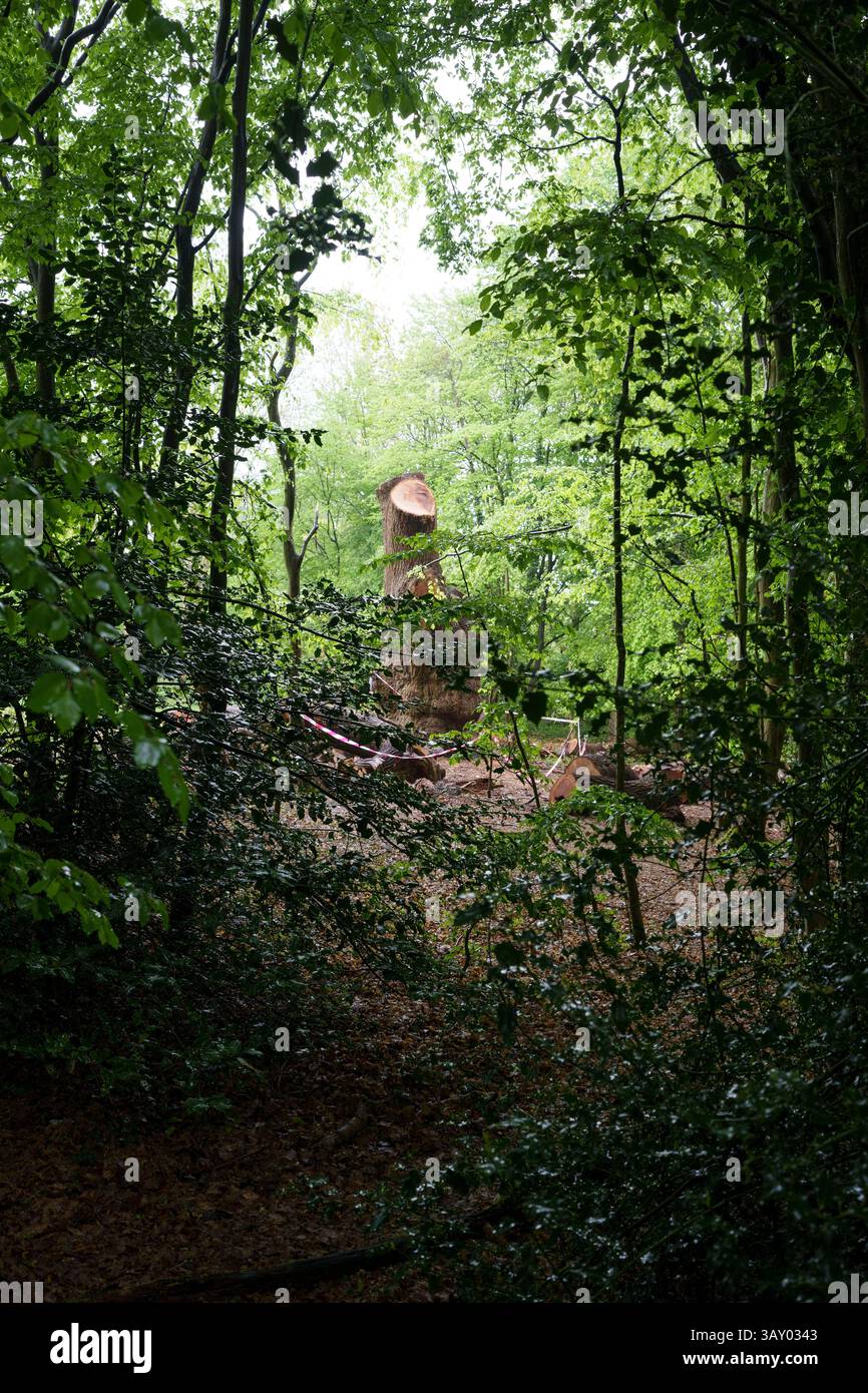 A woodland landscape showing the centuries-old oak tree that was ...