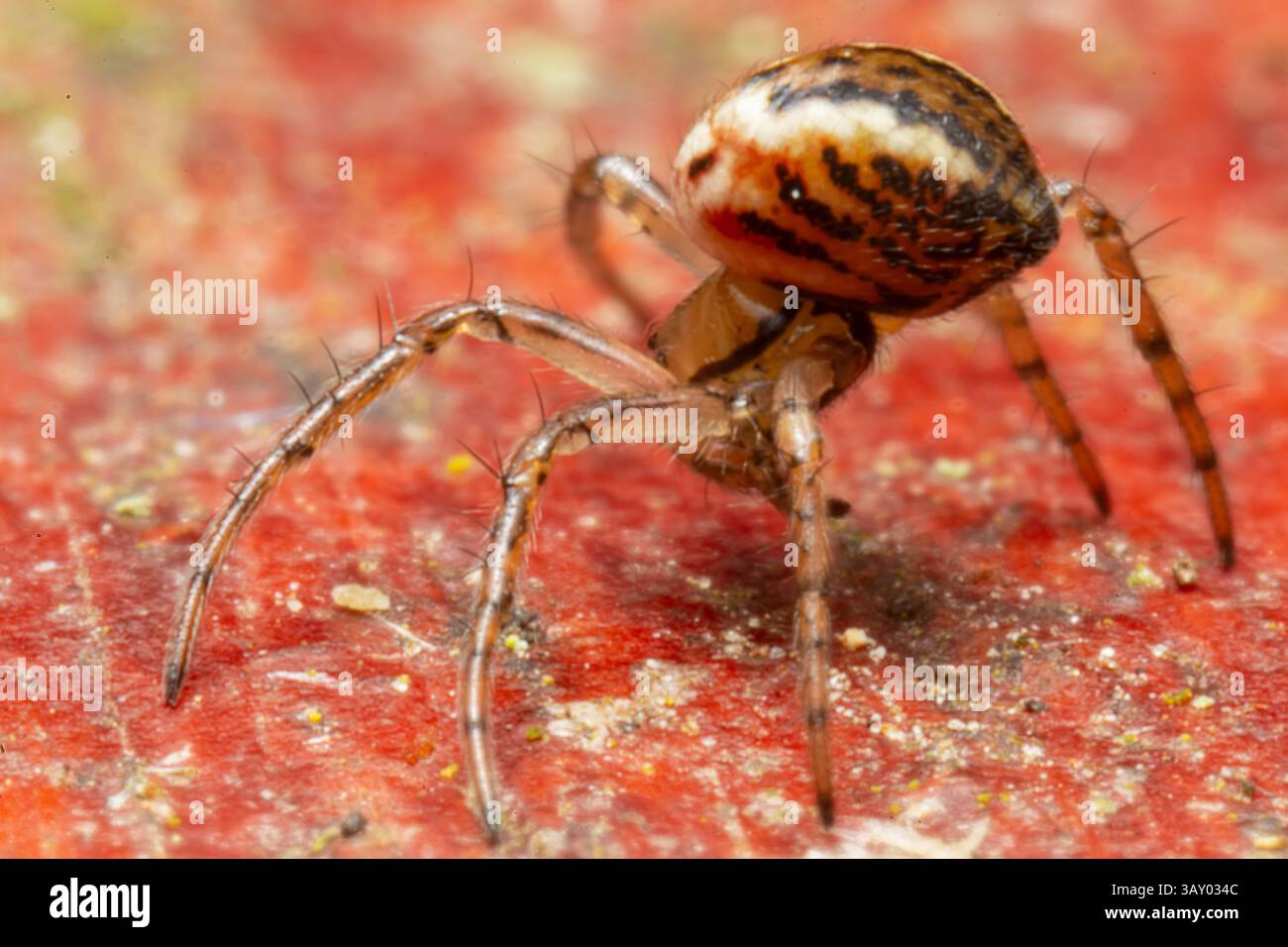 Mangora acalypha, a small green orb-weaver spider, sitting in its web ...