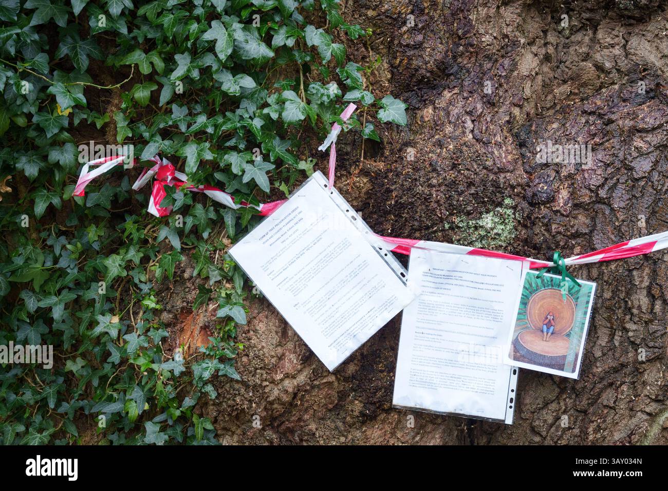 A detail of the Tree Preservation Order on the 500 year-old oak tree ...