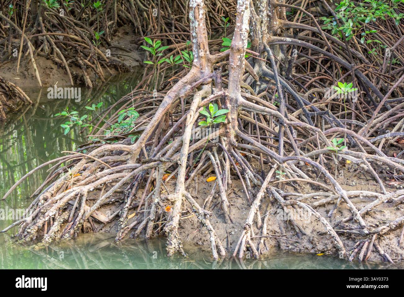 Tangled mangrove roots at Bakhawan EcoPark in Kalibo, Aklan showcase ...