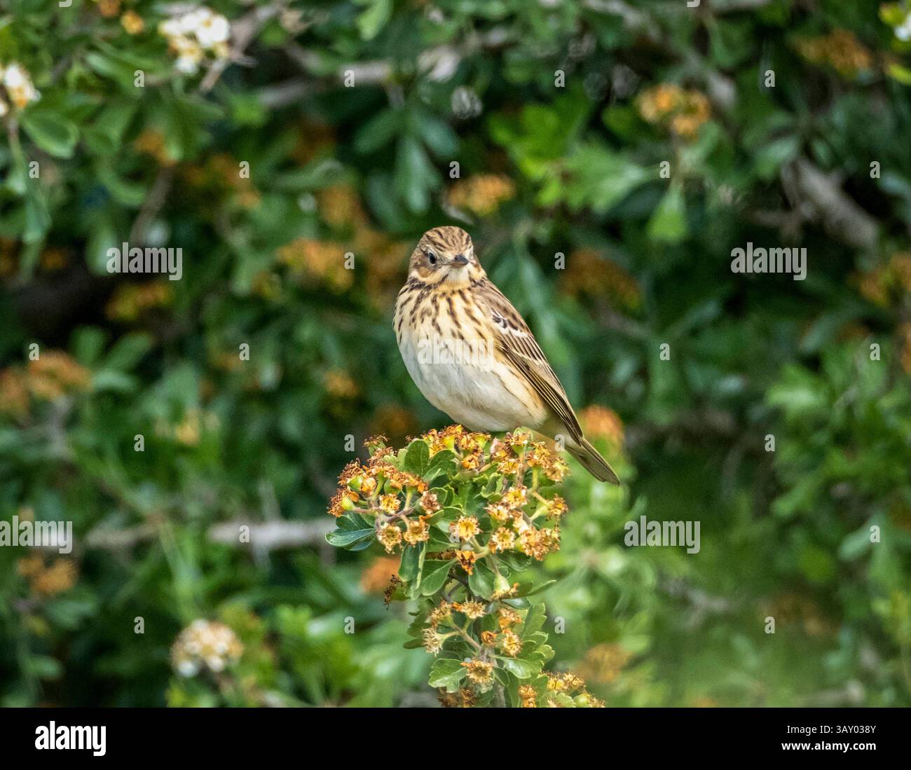 Tree Pipit (Anthus trivialis) perched on a shrub, Akamas peninsula ...