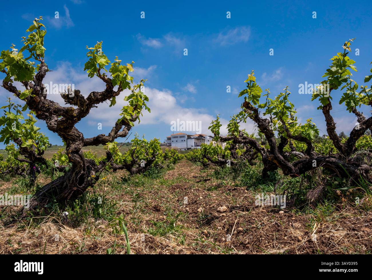 Vasilikon winery kathikas hi-res stock photography and images - Alamy