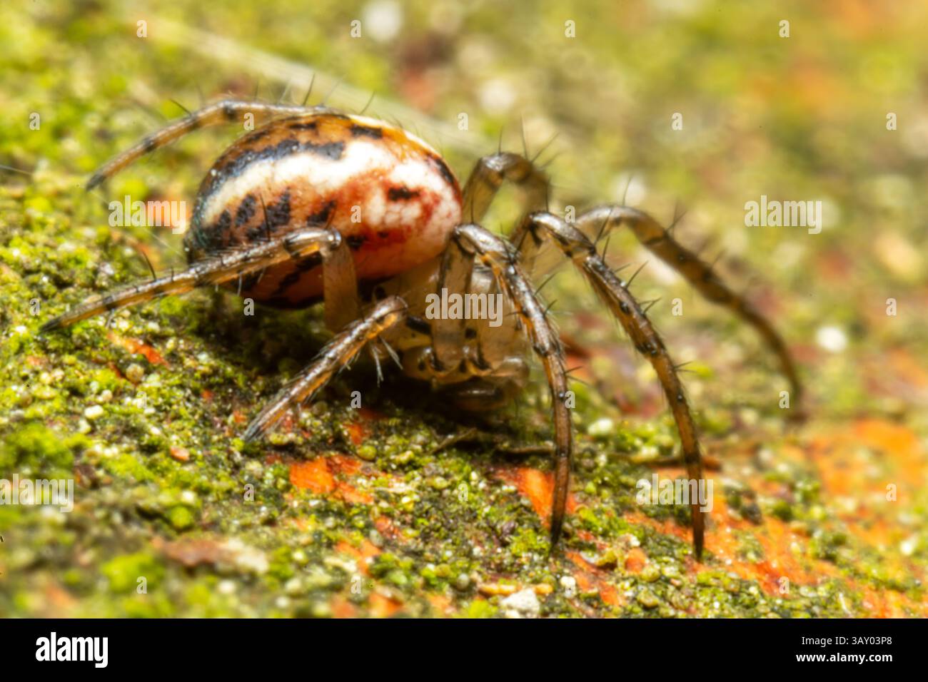 Mangora acalypha, a small green orb-weaver spider, sitting in its web ...