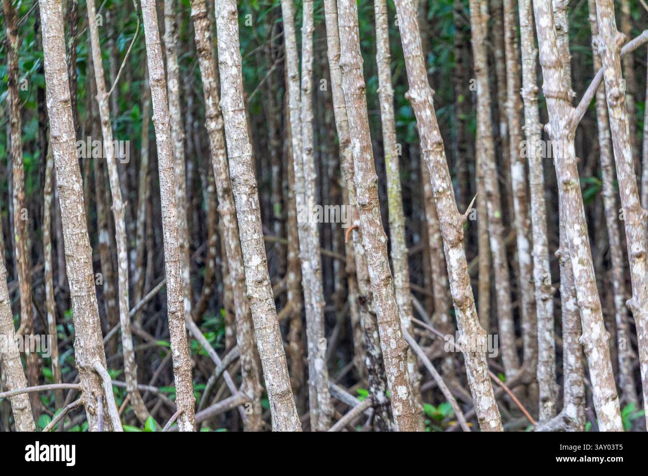 Tangled mangrove roots at Bakhawan EcoPark in Kalibo, Aklan showcase ...