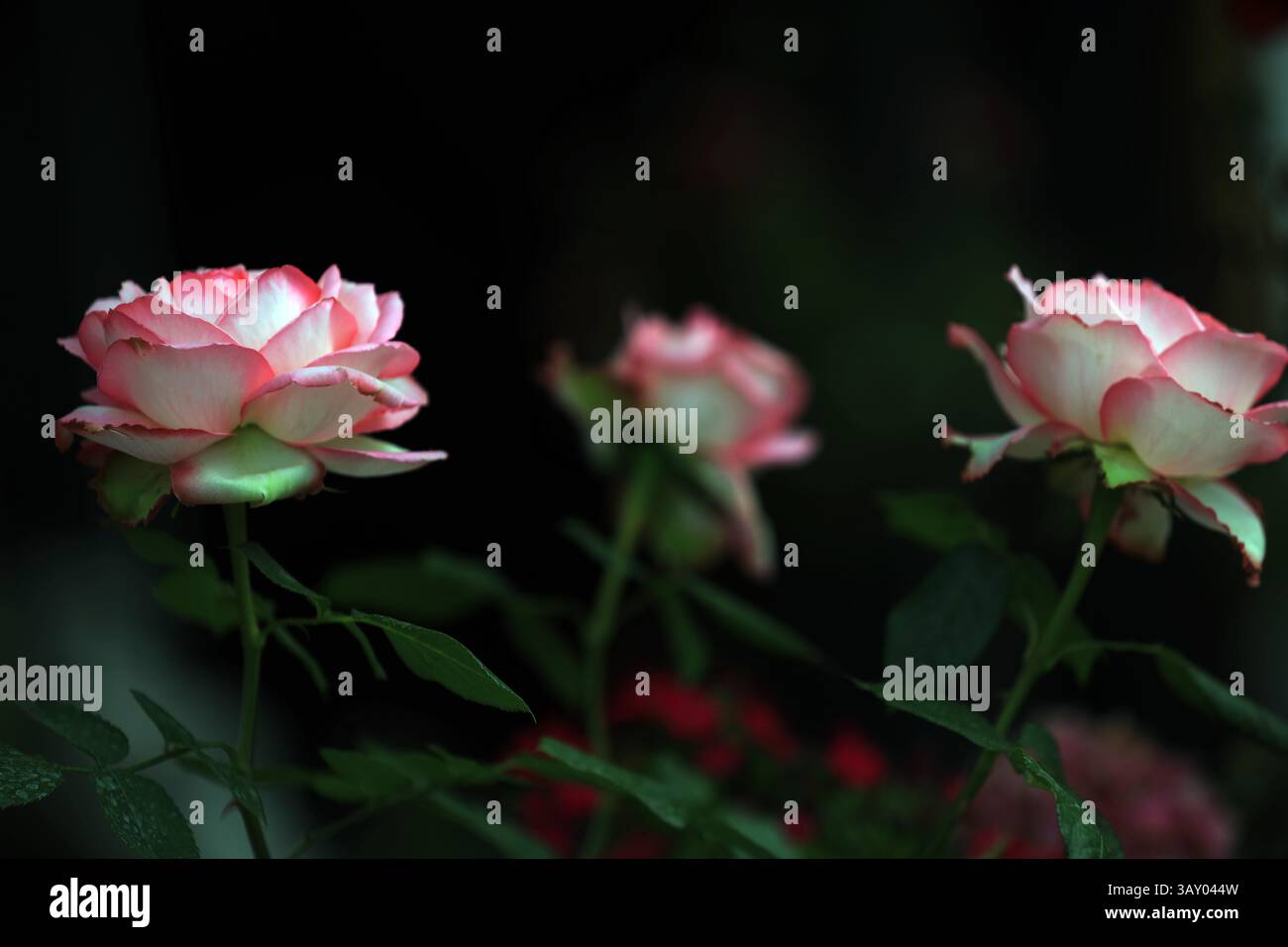 Chinese rose flowers are in full bloom in Huai'an City, east China's ...