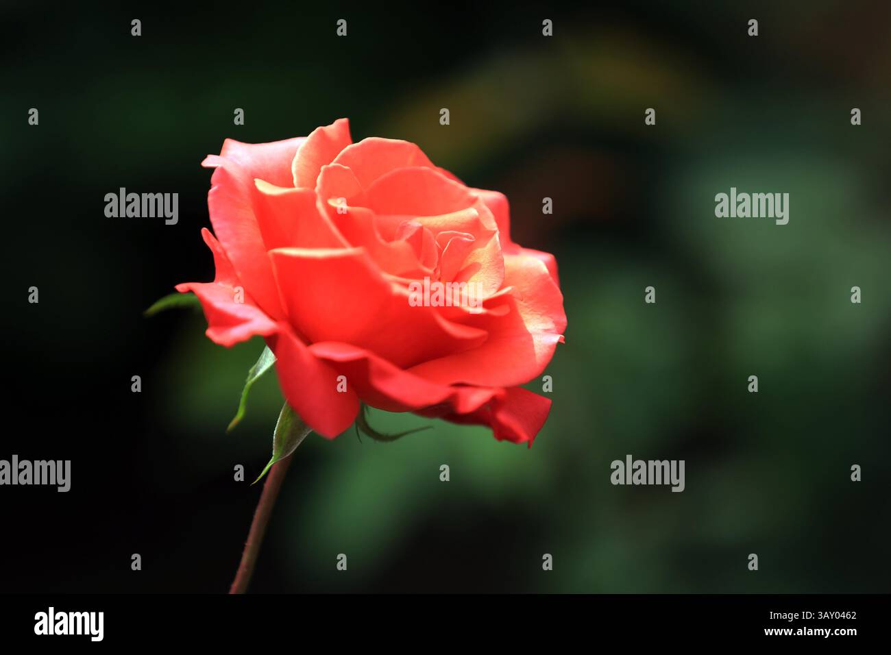 Chinese rose flowers are in full bloom in Huai'an City, east China's ...