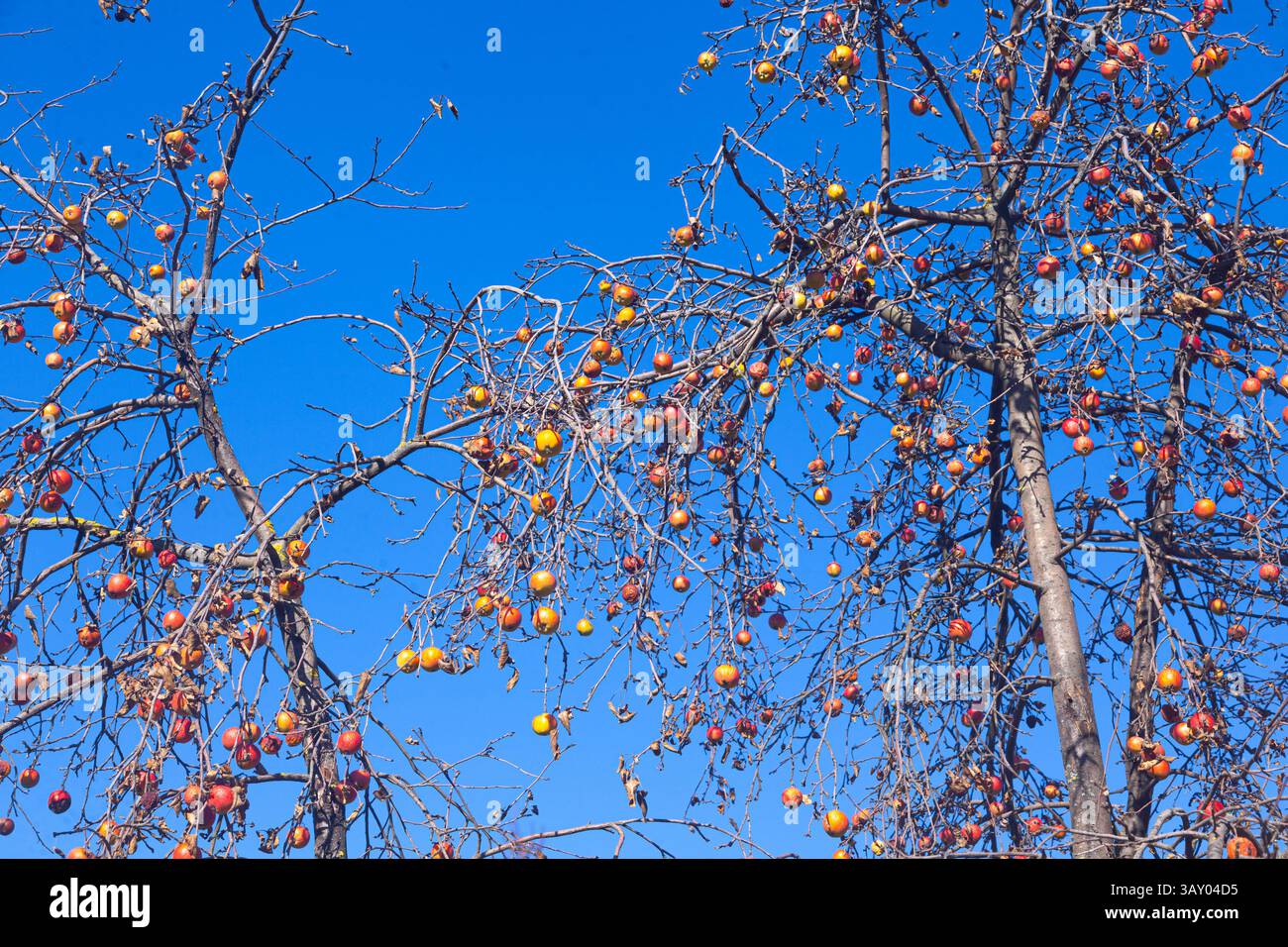 Rotting apples hang from tree hi-res stock photography and images - Alamy
