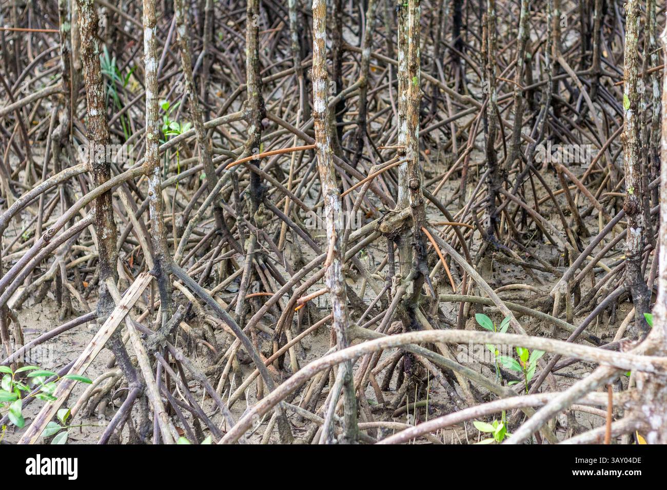 Tangled mangrove roots at Bakhawan EcoPark in Kalibo, Aklan showcase ...