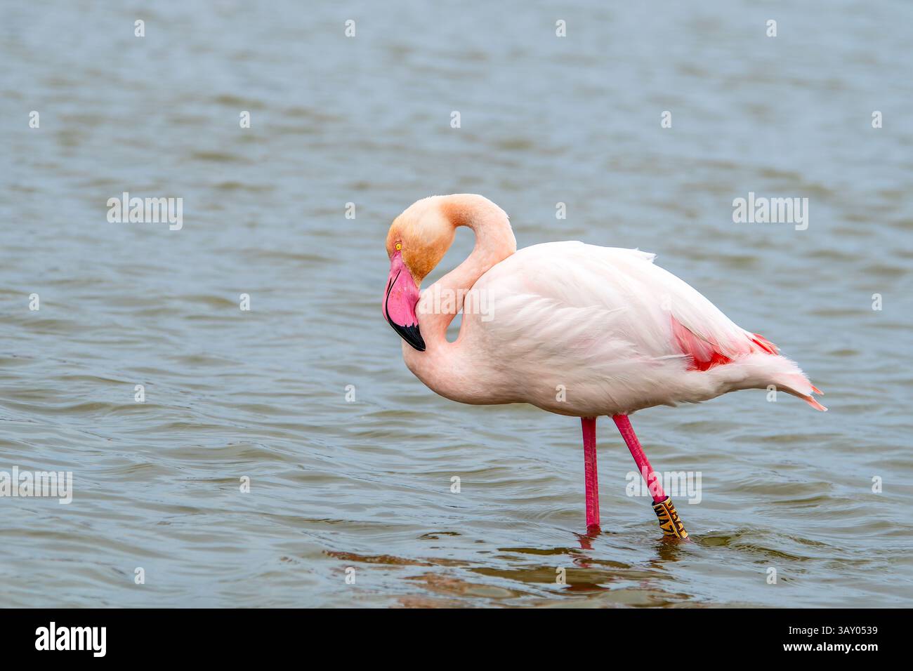 A pink flamingo (Phoenicopterus roseus) standing in shallow water ...