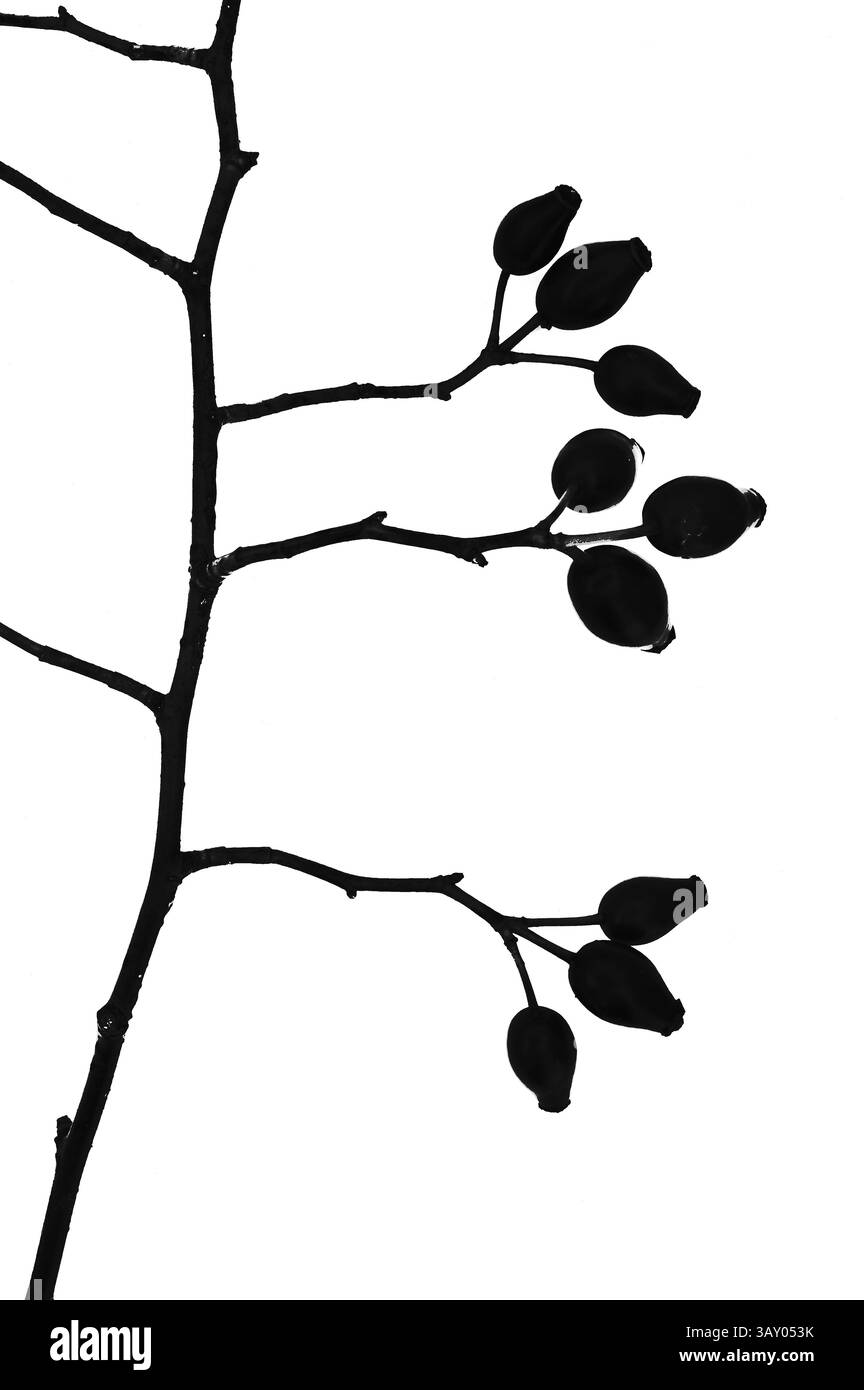Graphic silhouette monochrome image of stem of Dog rose or Rosa canina ...