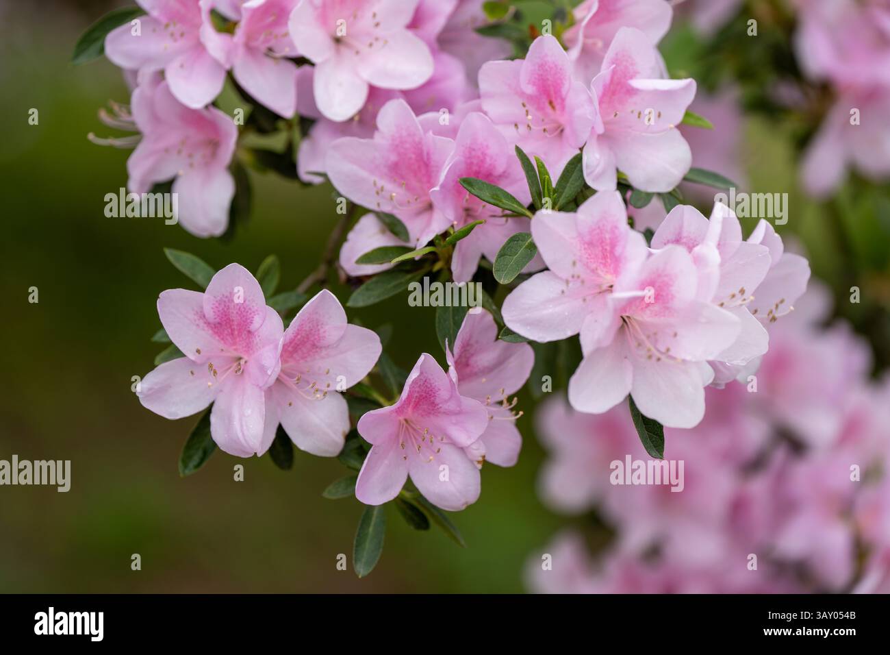 Azalea flowers are in full bloom in Jinhua City, east China's Zhejiang ...