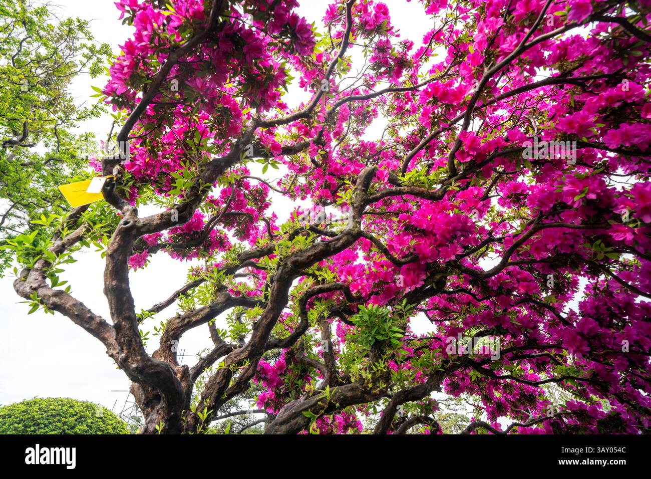 Azalea flowers are in full bloom in Jinhua City, east China's Zhejiang ...