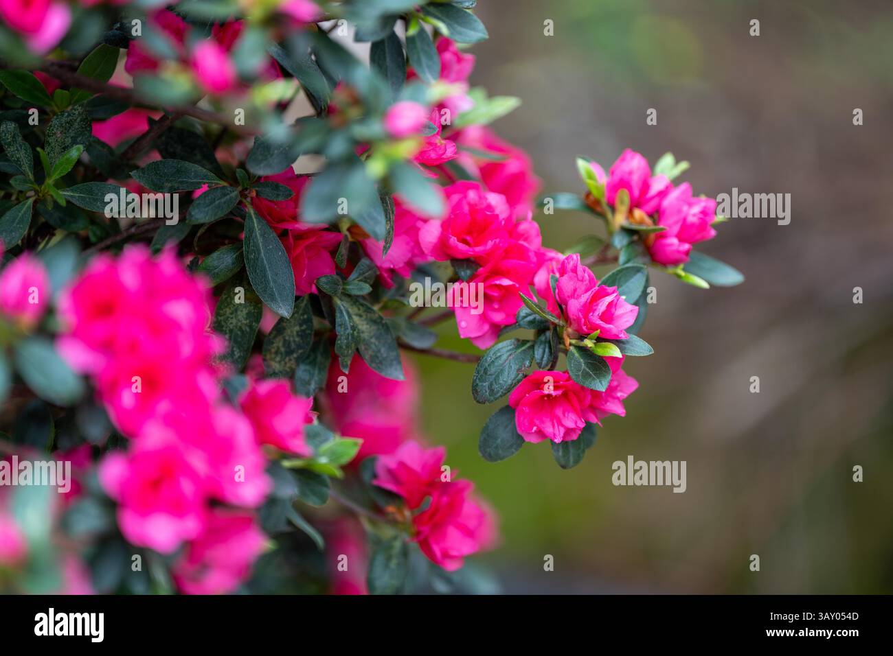Azalea flowers are in full bloom in Jinhua City, east China's Zhejiang ...