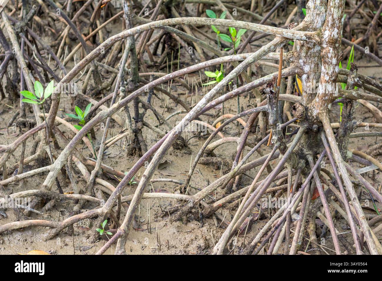 Tangled mangrove roots at Bakhawan EcoPark in Kalibo, Aklan showcase ...