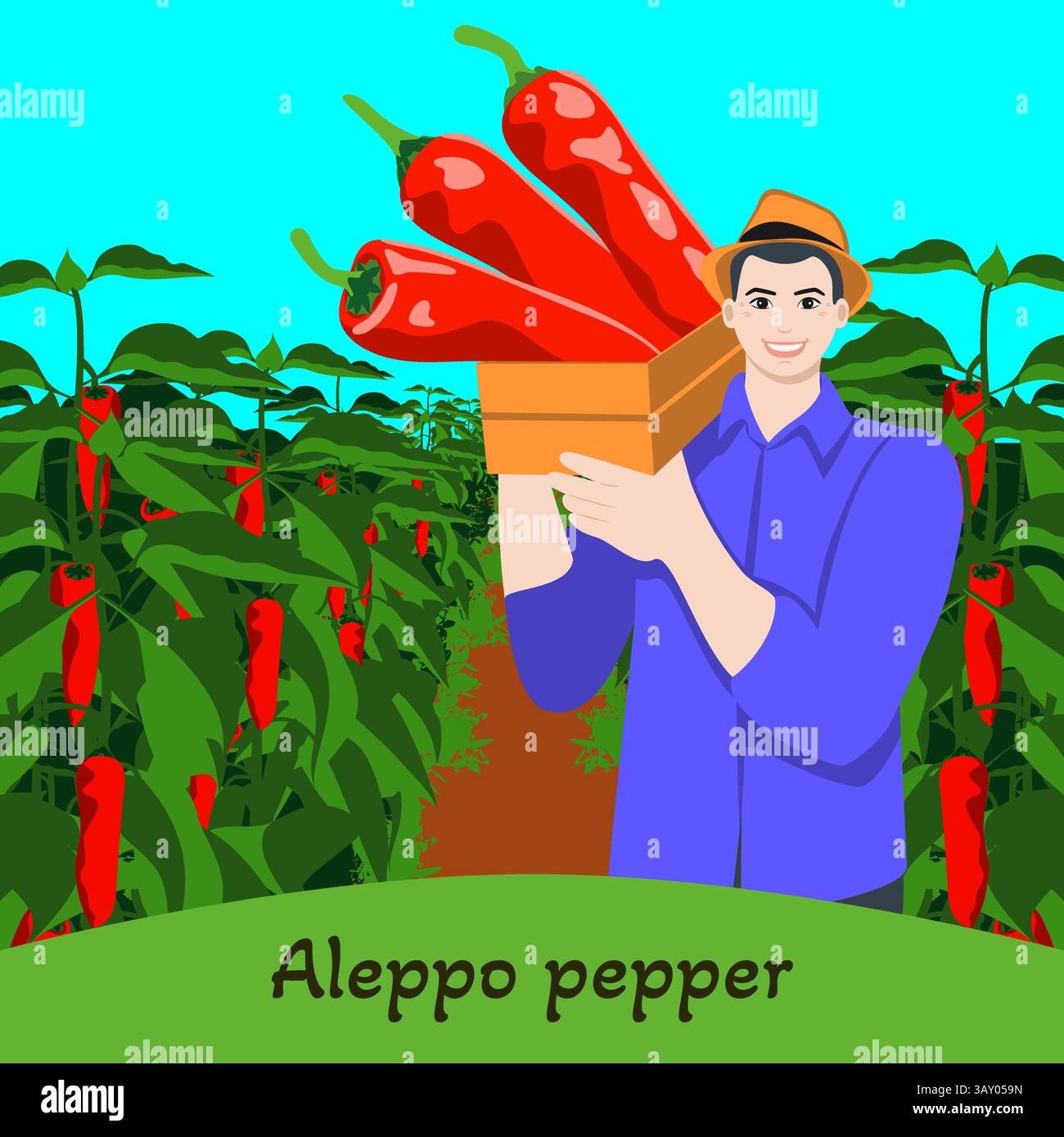 Capsicum annuum chile pepper Stock Vector Images - Alamy