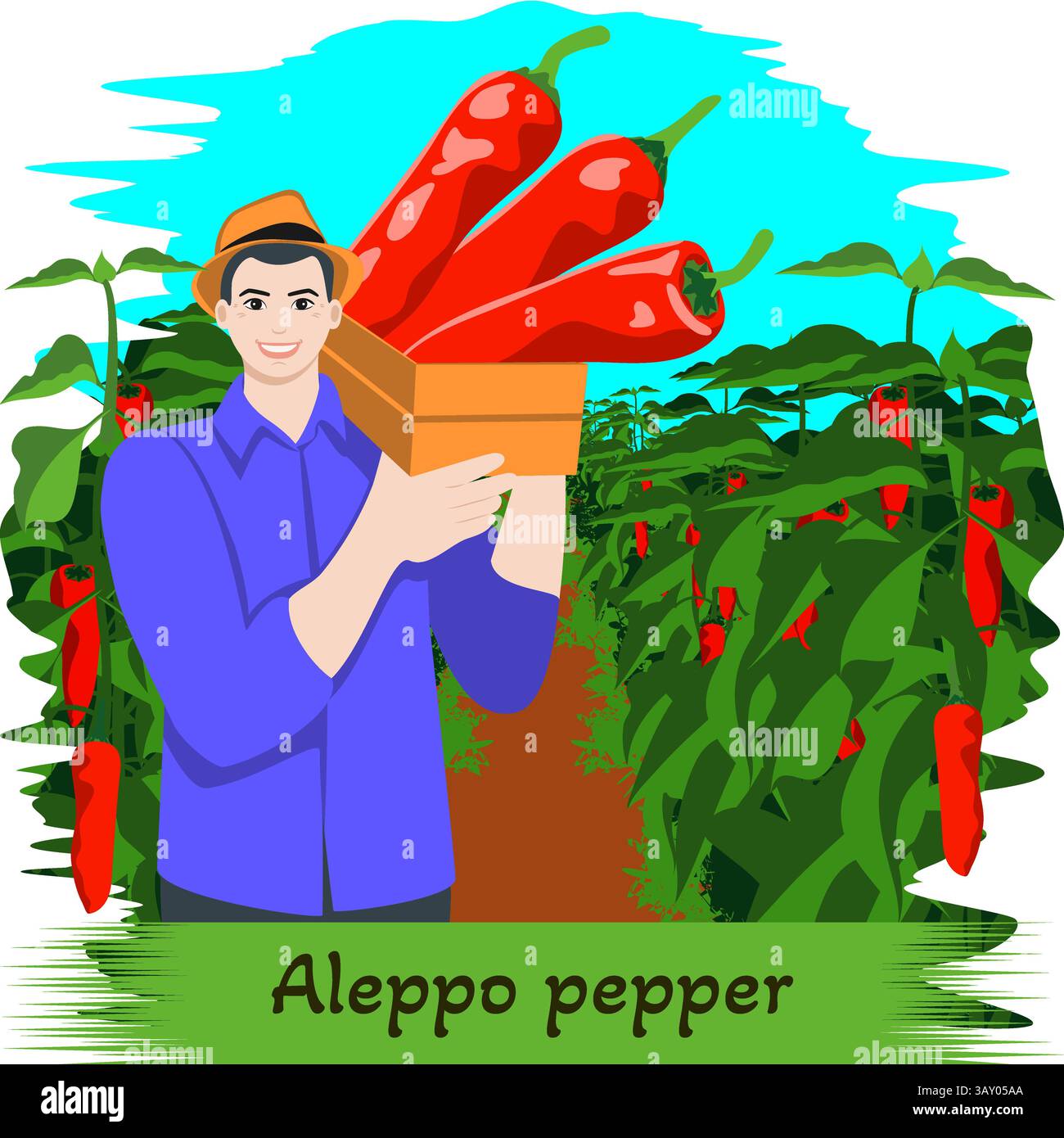 Capsicum annuum chile pepper Stock Vector Images - Alamy