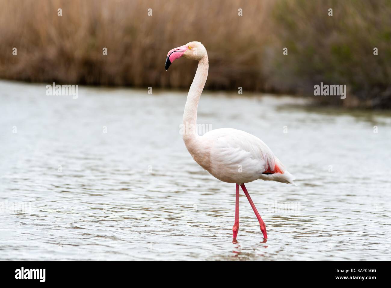 A pink flamingo (Phoenicopterus roseus) standing in shallow water ...