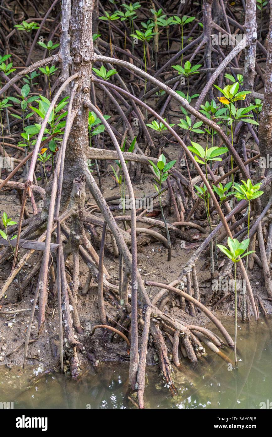 Tangled mangrove roots at Bakhawan EcoPark in Kalibo, Aklan showcase ...