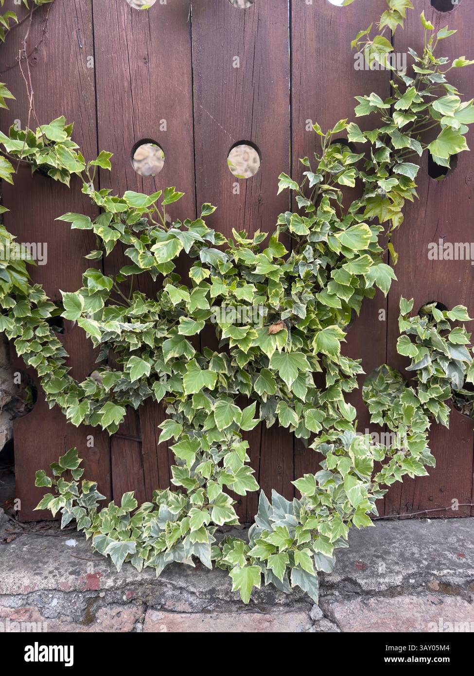 Vibrant green ivy climbing weathered wooden fence with circular holes ...