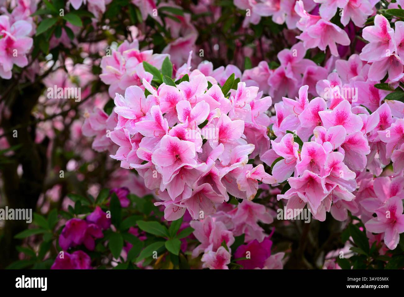 Azalea flowers are in full bloom in Jinhua City, east China's Zhejiang ...