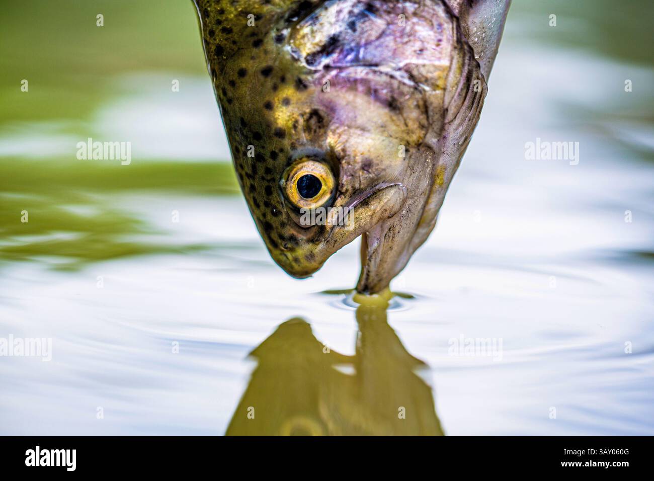 Rainbow trout. Rainbow trouts close-up in water. The rainbow trout in ...