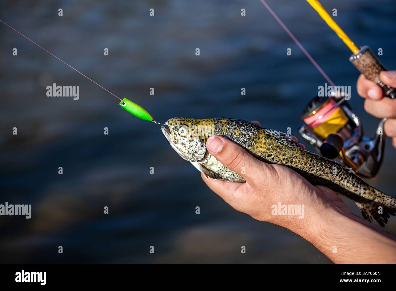 Man holding a trout fish. Fisherman hand holding fishing rod with reel ...
