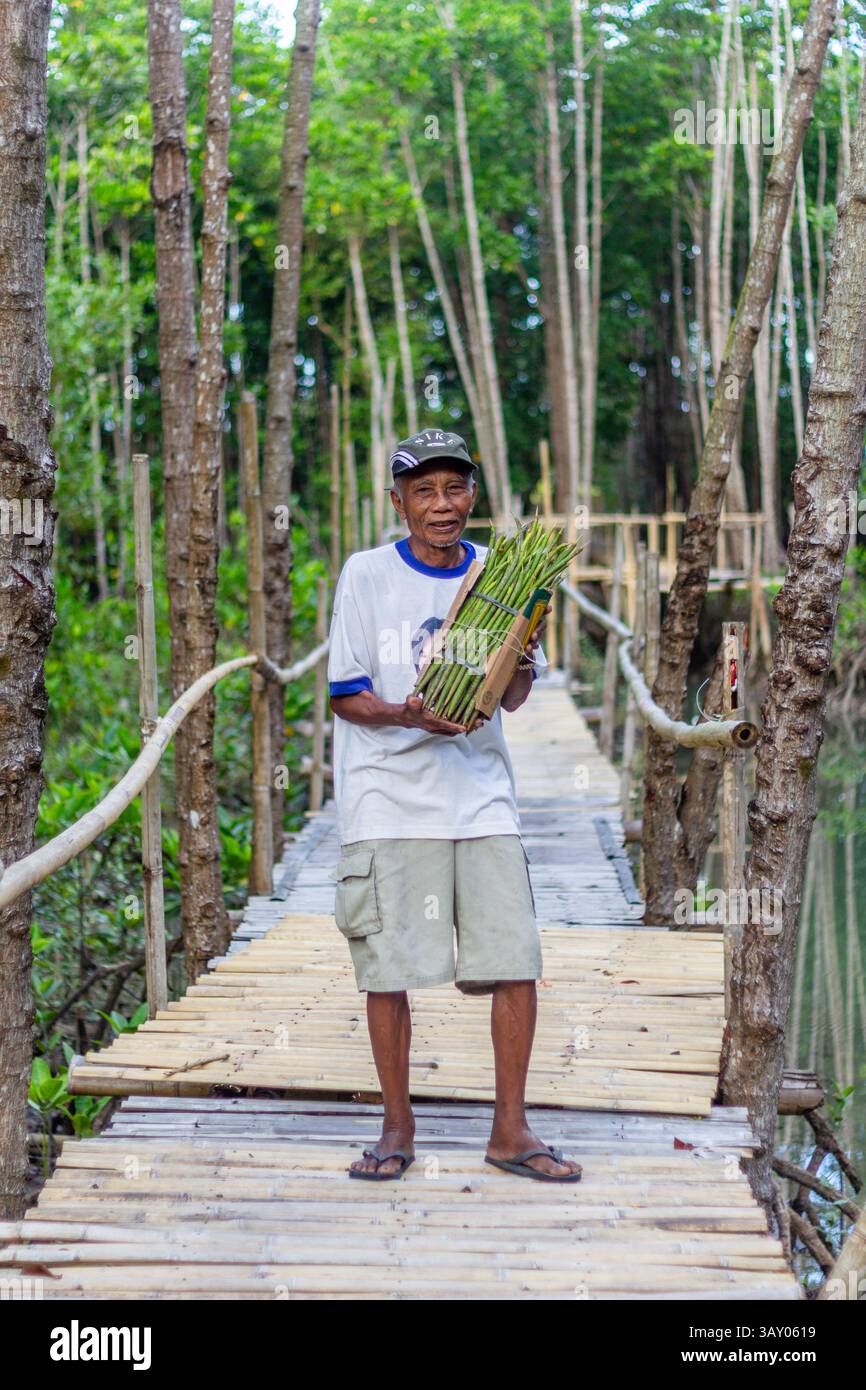 An elderly man holds mangrove propagules while standing on a bamboo ...