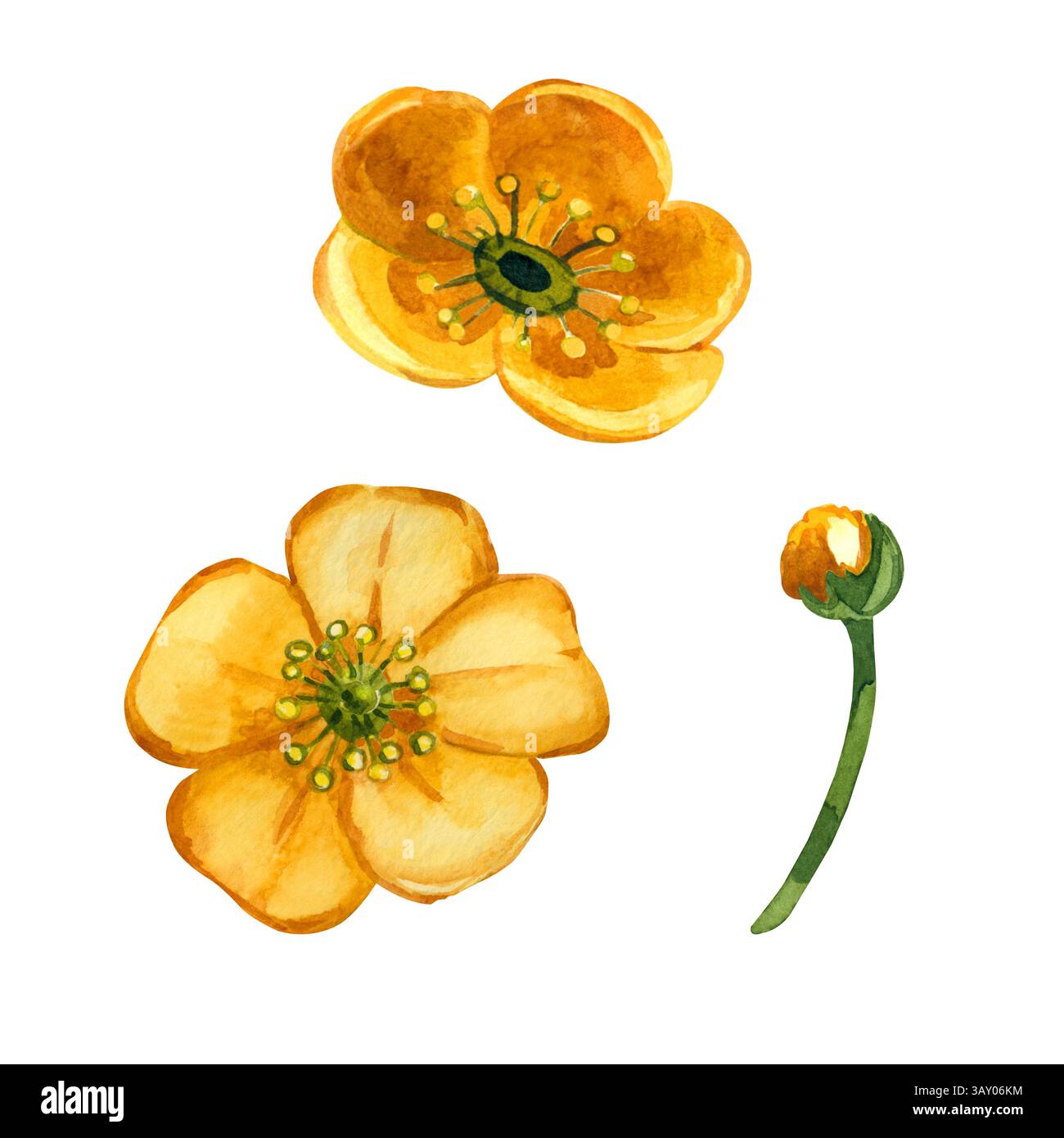 Yellow buttercup, buttercup buds with green stem, all objects are hand ...