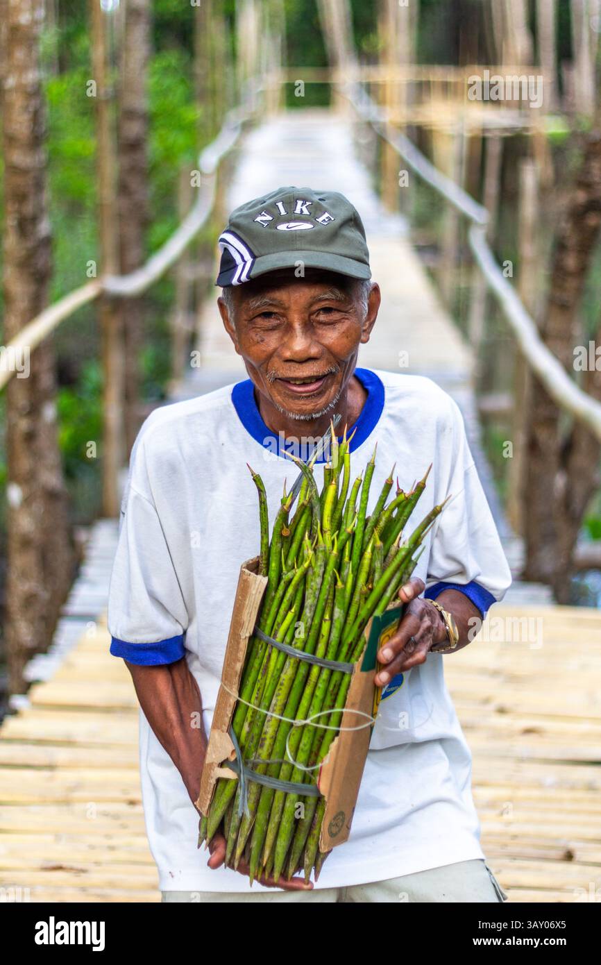 An elderly man holds mangrove propagules while standing on a bamboo ...
