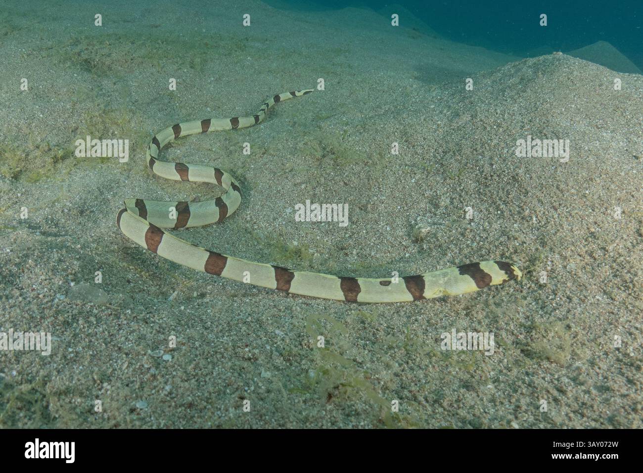 Banded snake eel (Myrichthys colubrinus) in the Red Sea Eilat Israel ...