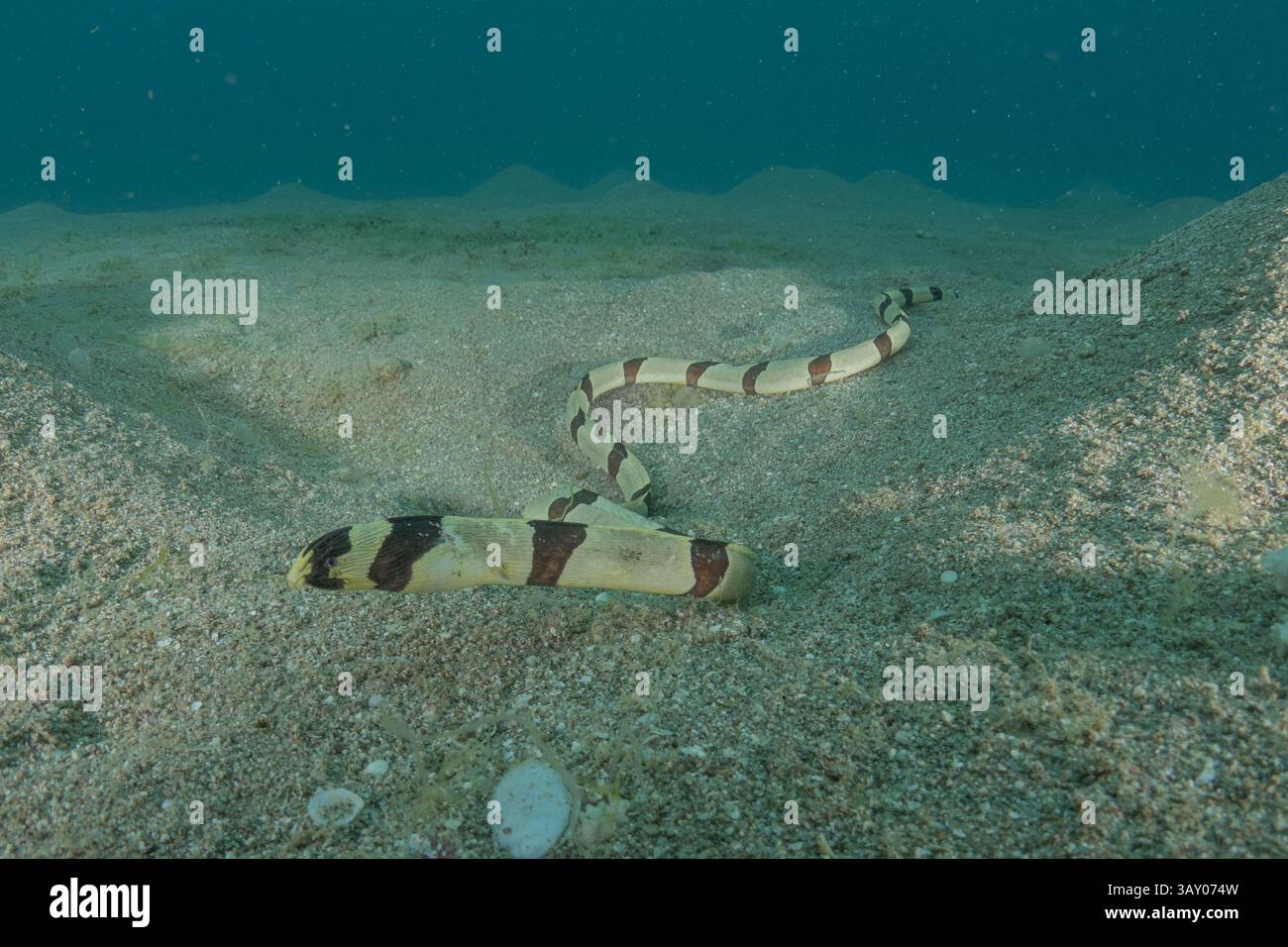 Banded snake eel (Myrichthys colubrinus) in the Red Sea Eilat Israel ...