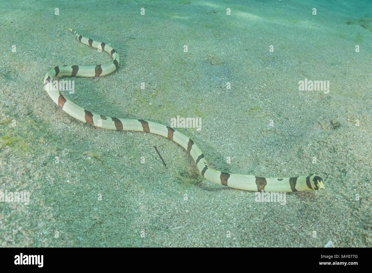 Banded snake eel (Myrichthys colubrinus) in the Red Sea Eilat Israel ...