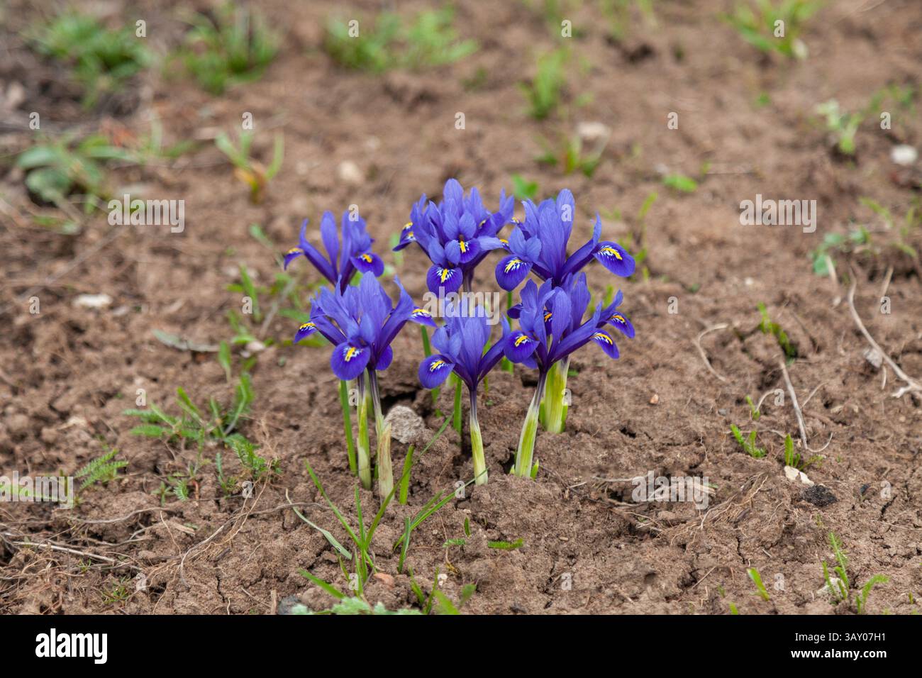 Spring flowers - netted irises grow in a flowerbed Stock Photo - Alamy